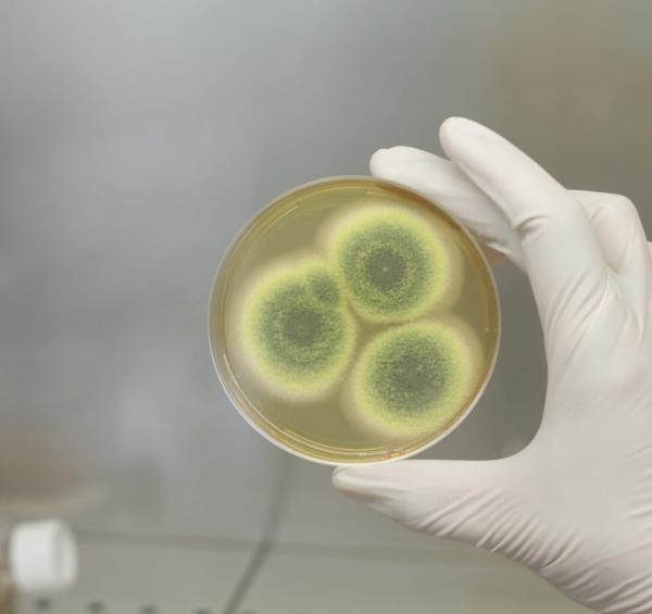 Mold Awareness - 2 Hours Course | AIP Safety